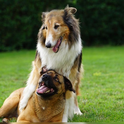 La sexualidad en los perros - A lo Bien Parce