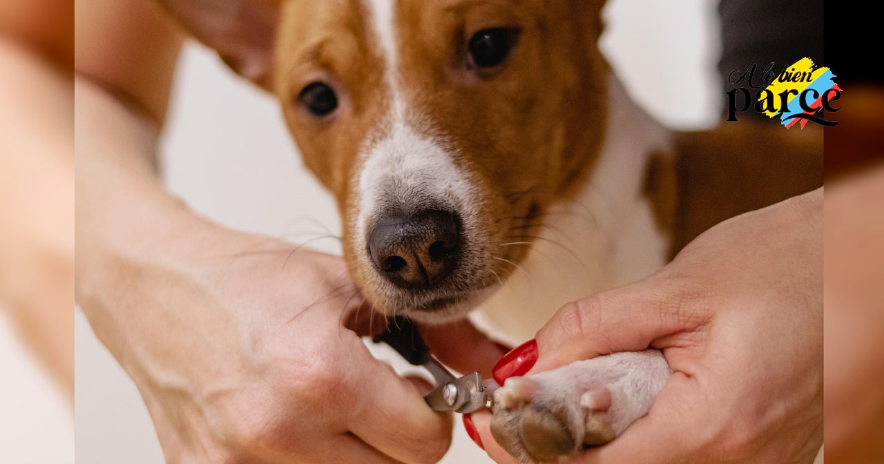 Corte de uñas canino - A lo Bien Parce
