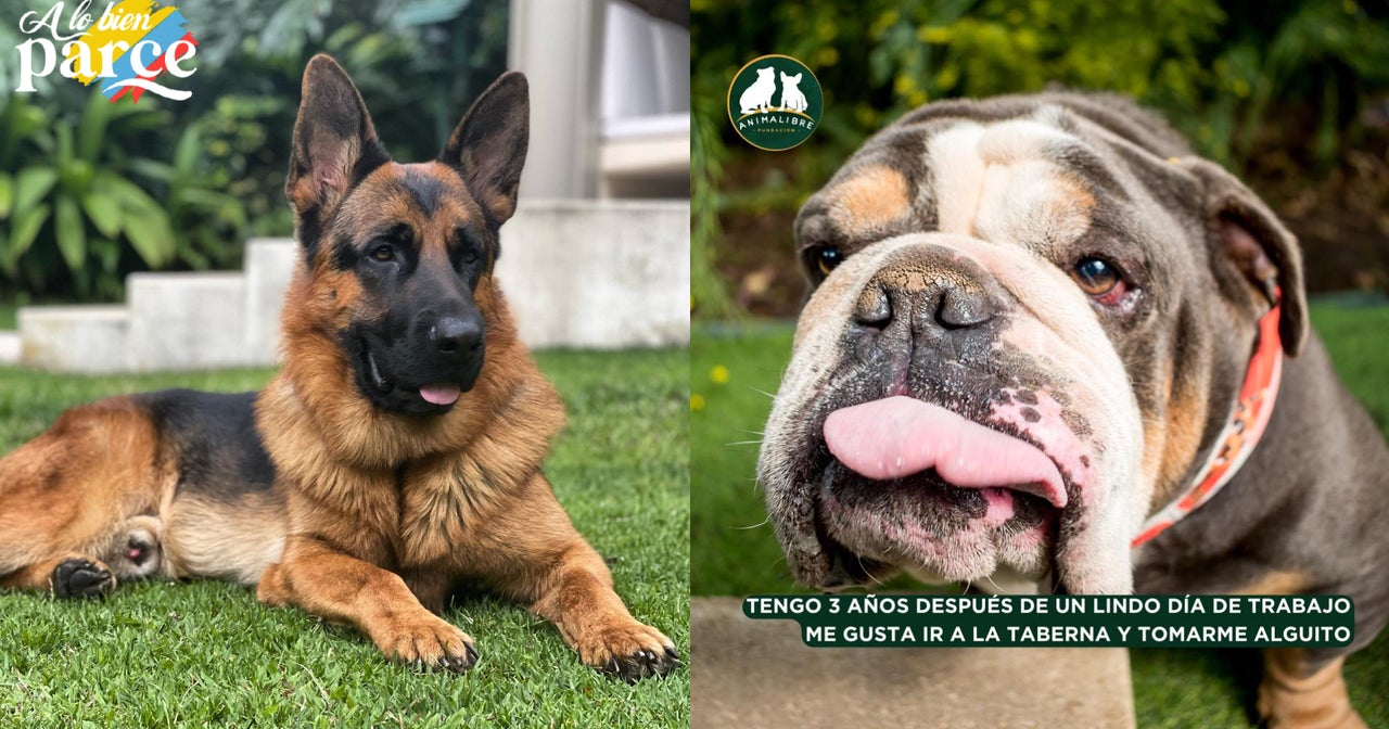 Las 5 Razas de Perros que Requieren Más Cuidados y Atención Especial ...