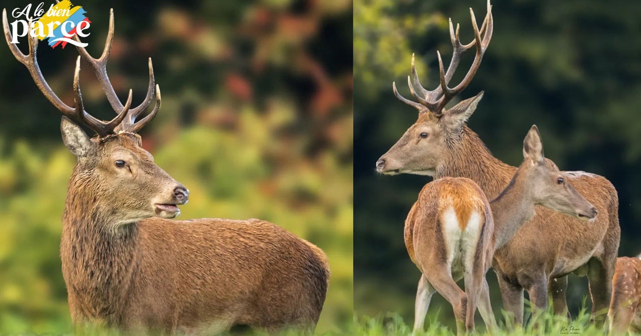 Maravillas Cautivas: Explorando el Fascinante Mundo de los Venados - A ...