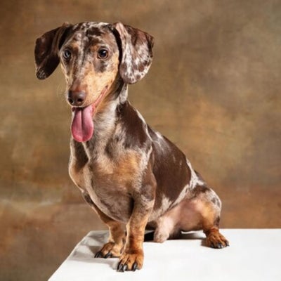 Descubre todo sobre el adorable y versátil perro salchicha: ¡Un ...